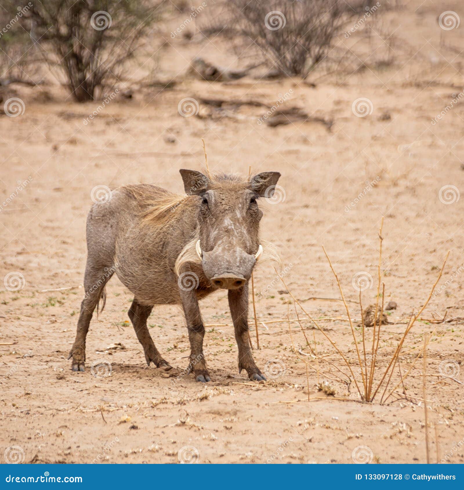 Warthog stock photo. Image of africa, portrait, foraging - 133097128