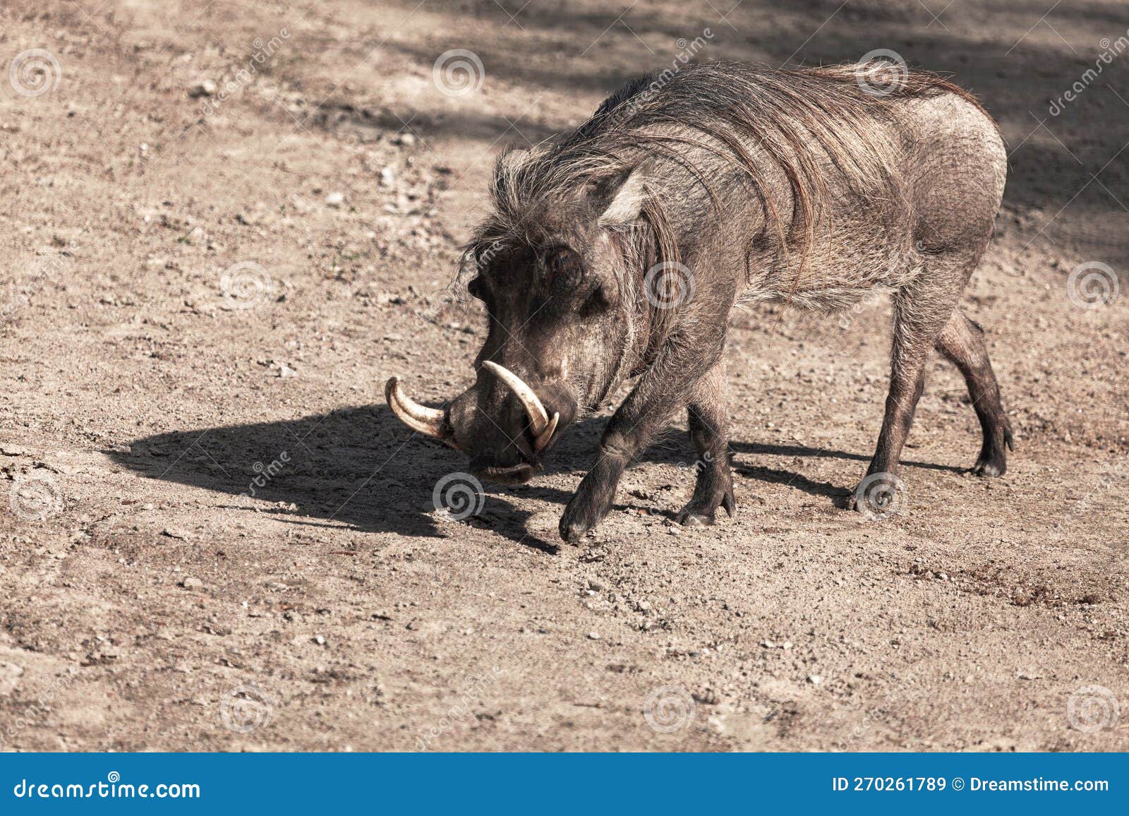 Warthog animal stock image. Image of wildlife, phacochoerus - 270261789