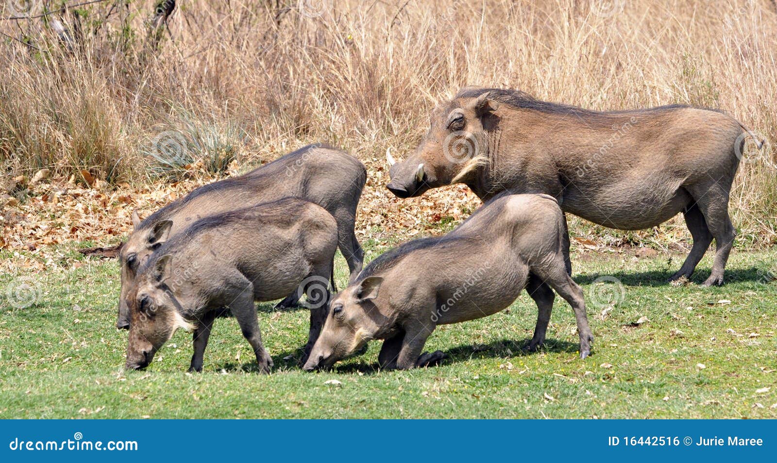 Warthogs stock photo. Image of nature, scenic, warthog - 16442516
