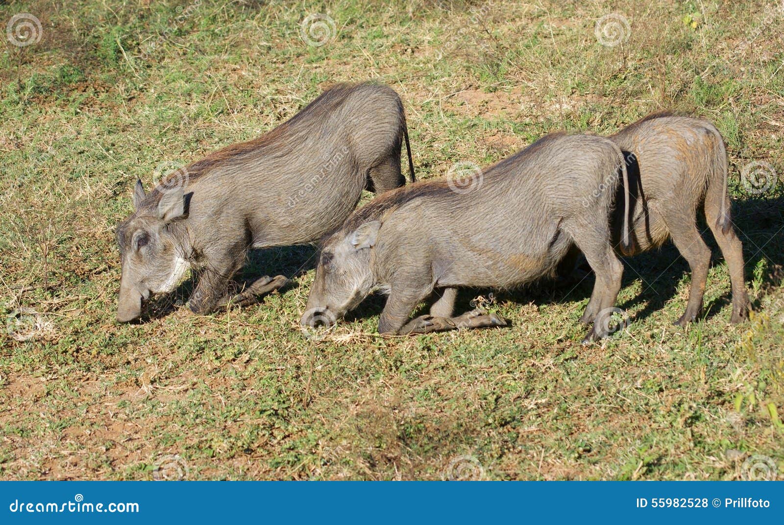 Warthogs in Africa stock photo. Image of africa, wild - 55982528