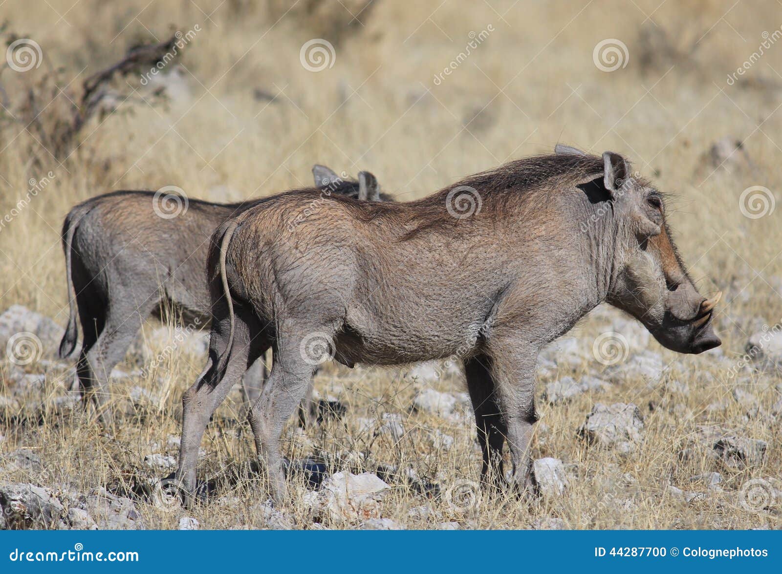 Warthogs stock photo. Image of warthogs, park, nature - 44287700