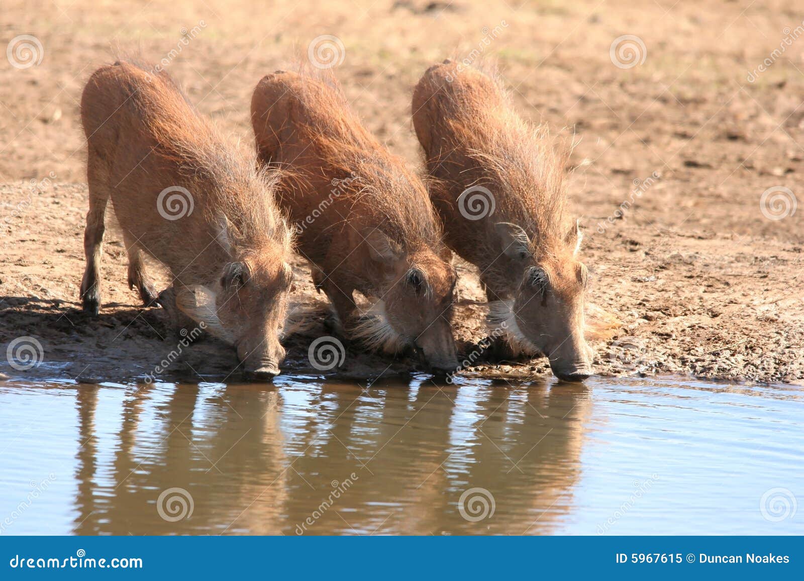 Warthogs Drinking Water stock image. Image of wildlife - 5967615
