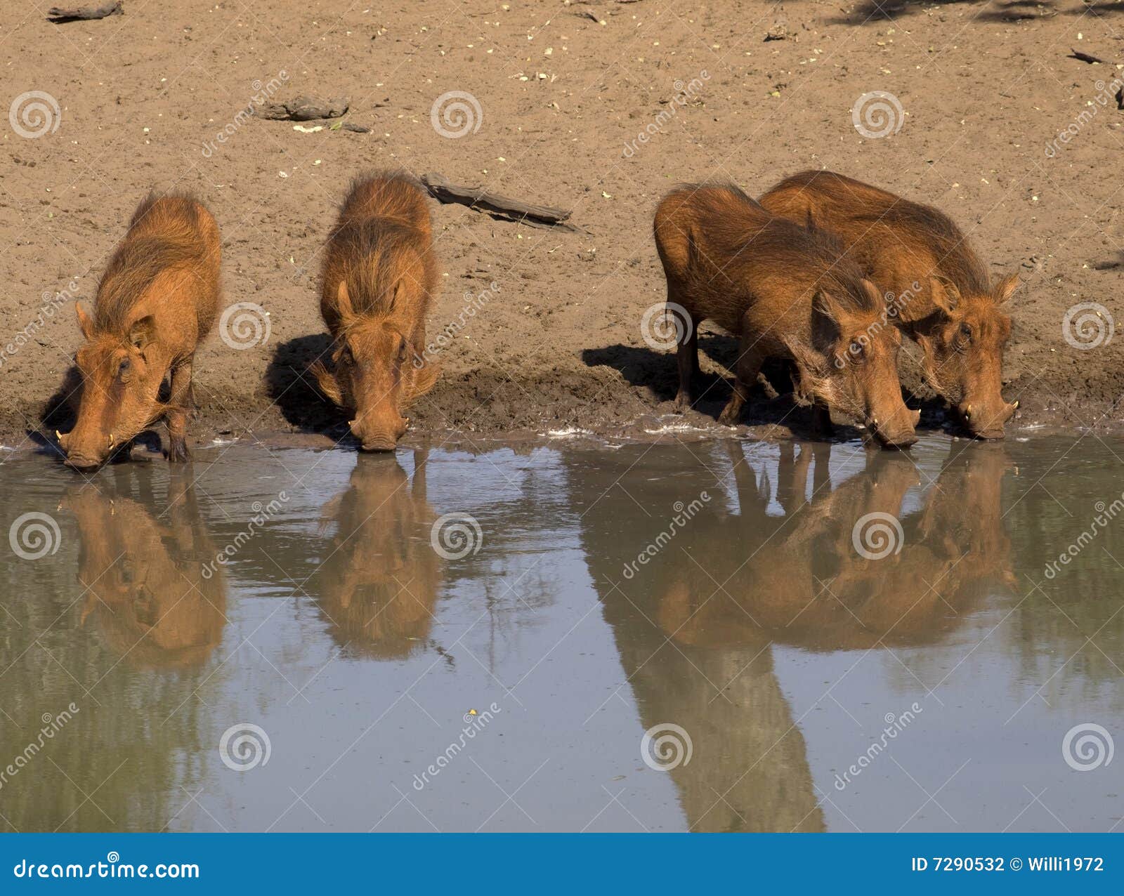 Warthogs Drinking at Waterhole Stock Photo - Image of waterhole ...