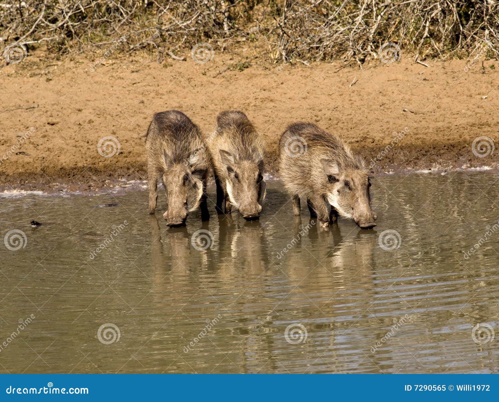 Warthogs Drinking at Waterhole Stock Image - Image of mammal, water ...