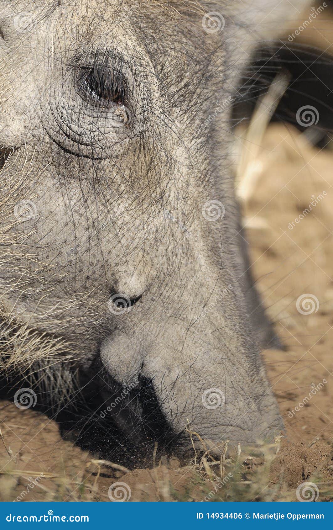 Warthogs face stock photo. Image of ungulate, animal - 14934406