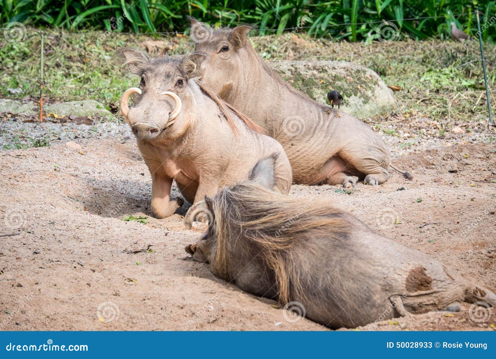Warthogs stock image. Image of south, asia, pumbaa, tusks - 50028933