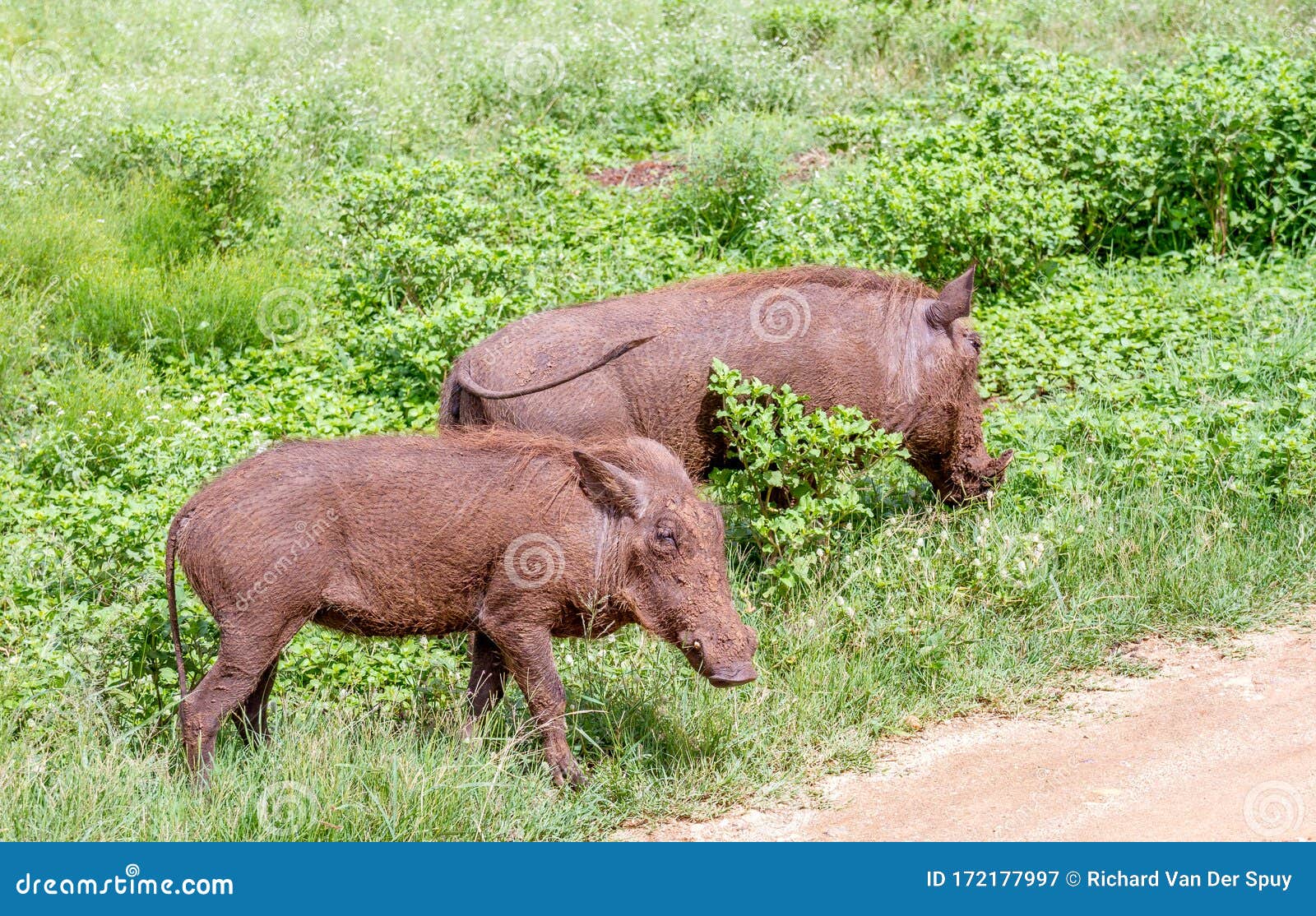 Warthogs Isolated Walking in the Wild Stock Image - Image of journey ...