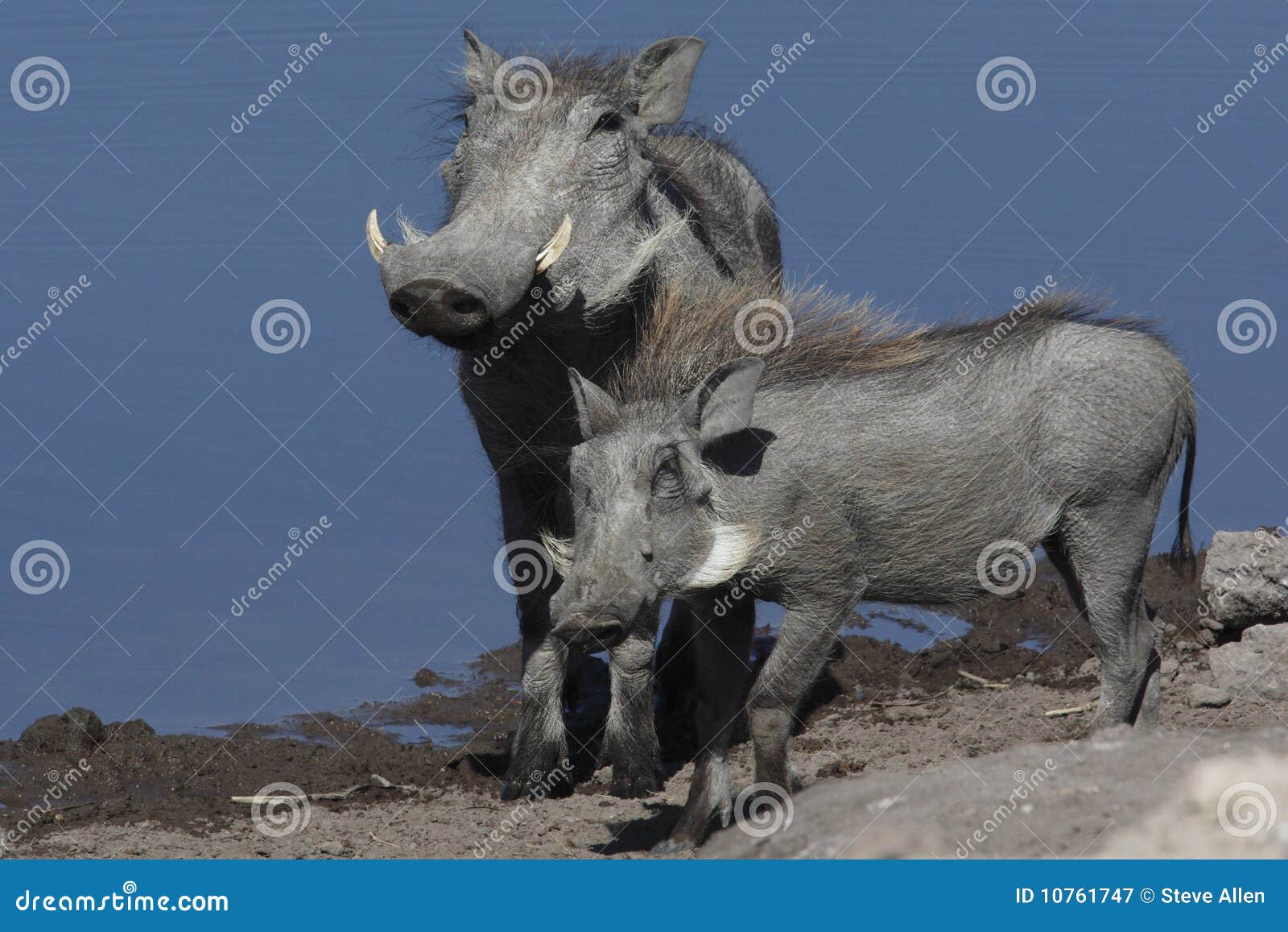Warthogs - Namibia stock image. Image of etosha, namibia - 10761747