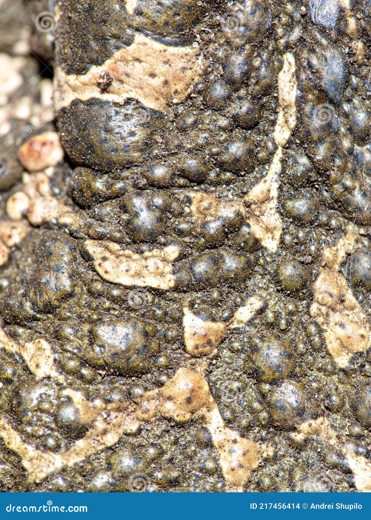 Warts on the Skin of a Toad. Stock Photo - Image of wart, macro: 217456414