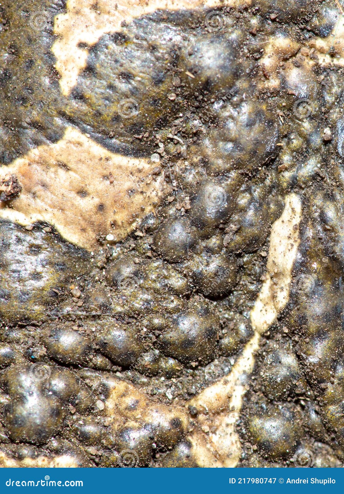 Warts on the Skin of a Toad. Stock Image - Image of rainforest, desert ...