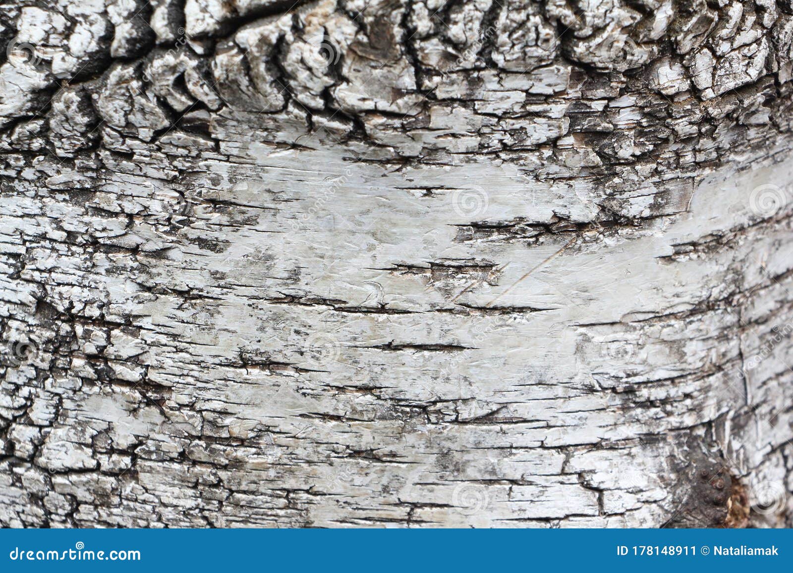 Warty Birch Tree Bark, a Natural Pattern Stock Image - Image of botany ...
