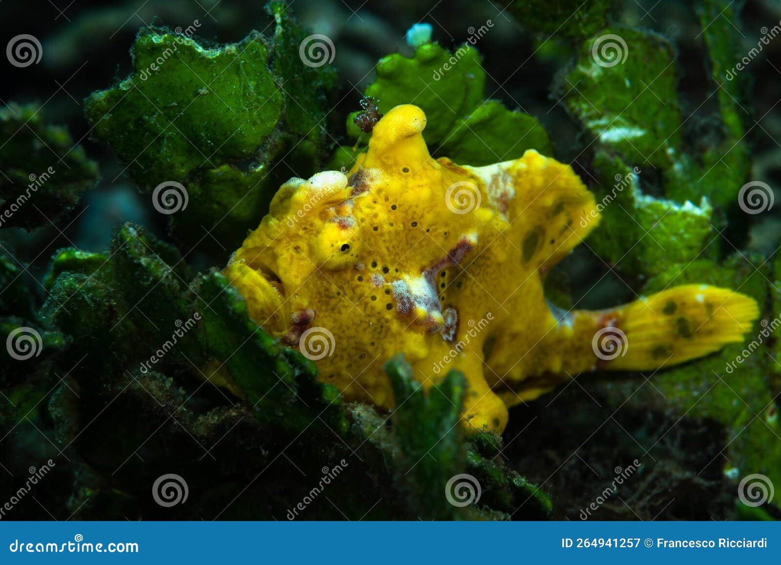 Warty Frogfish Antennarius Maculatus Stock Image - Image of ...
