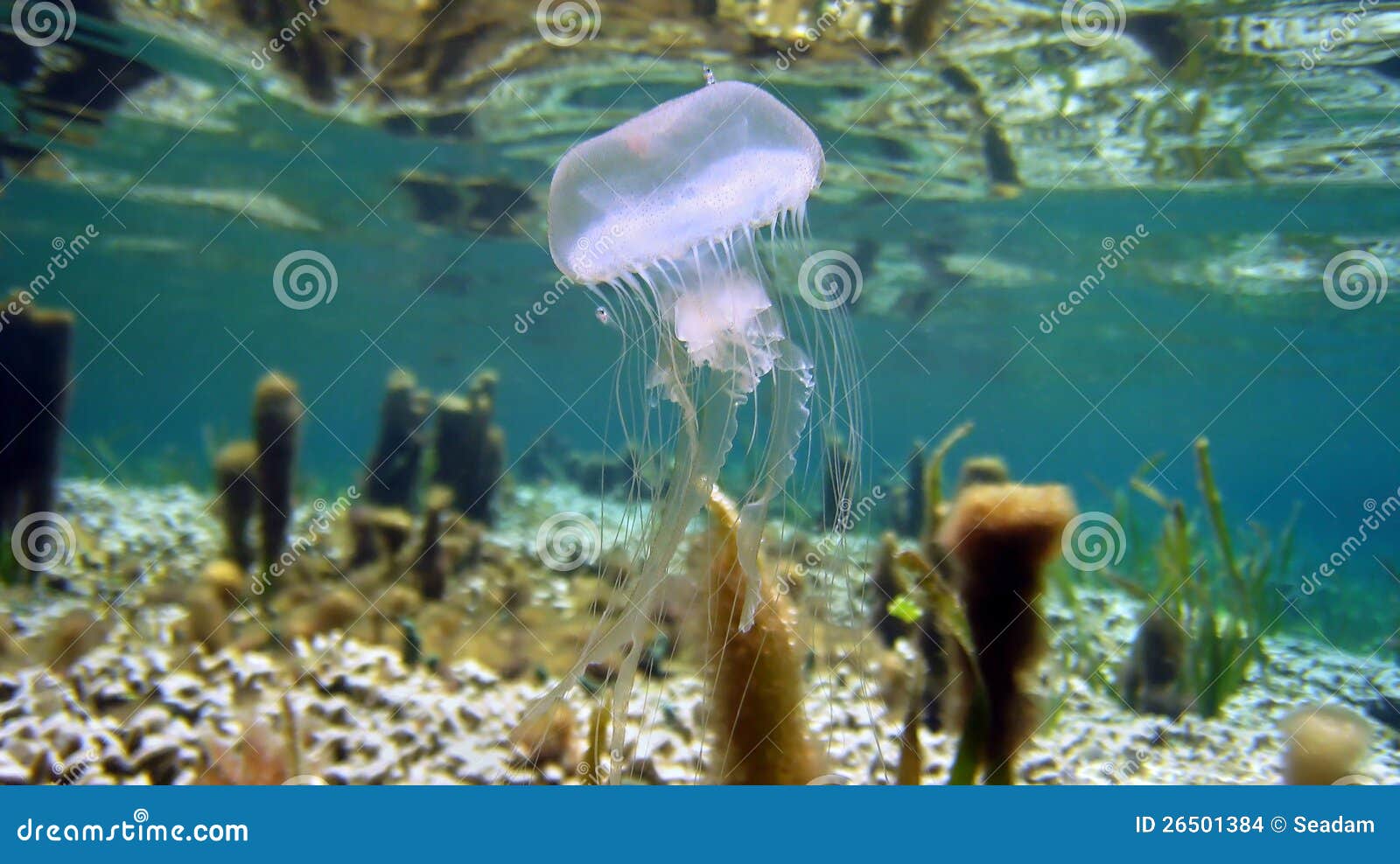 Warty Jellyfish Near Water Surface Stock Photo - Image of fauna ...