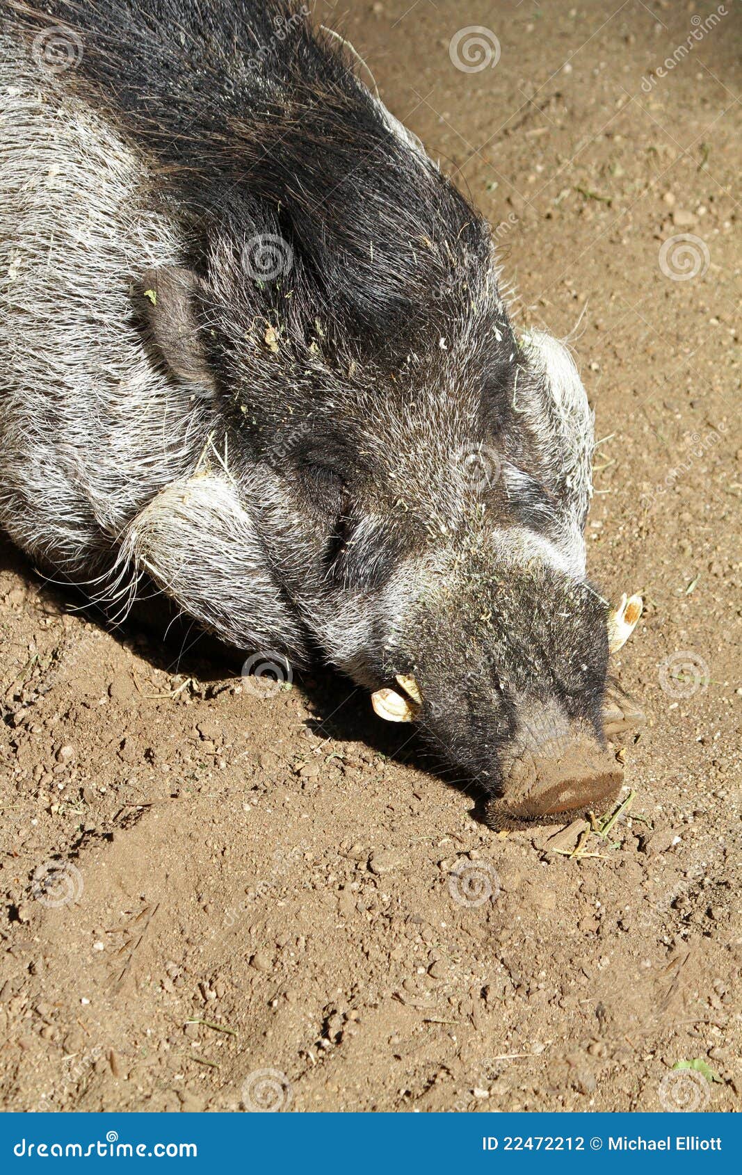Warty Pig stock photo. Image of single, searching, rooting - 22472212