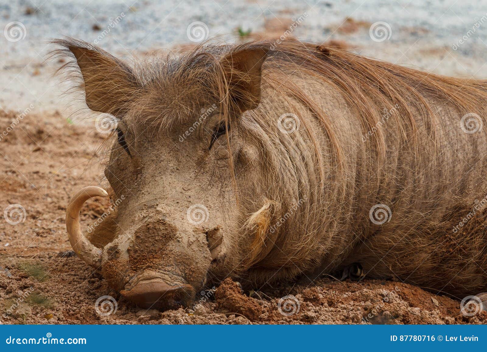 Warty pig stock photo. Image of animal, tusk, bush, park - 87780716