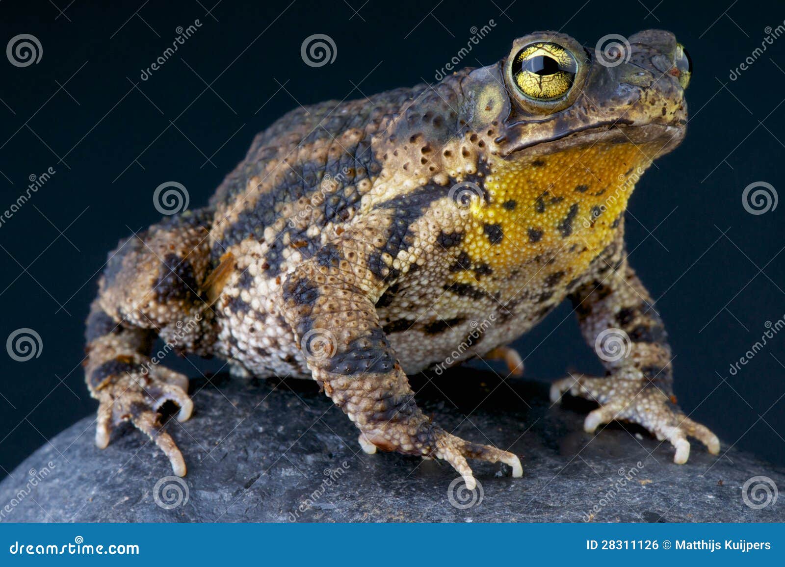 Warty Toad / Bufo Granulosa Stock Photo - Image of animal, wildlife ...
