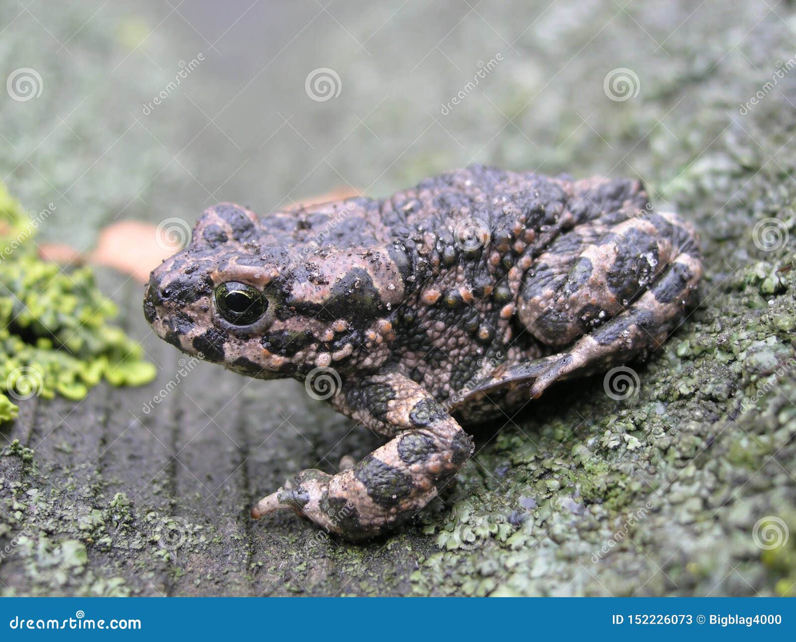 Warty Toad Sitting on the Moss Stock Image - Image of moss, mammals ...