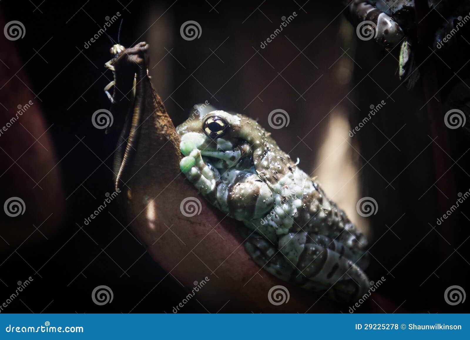 Warty tree frog stock photo. Image of macro, black, large - 29225278