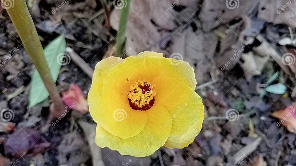 Waru Tree Flowers that Have Fallen Stock Photo - Image of nature ...