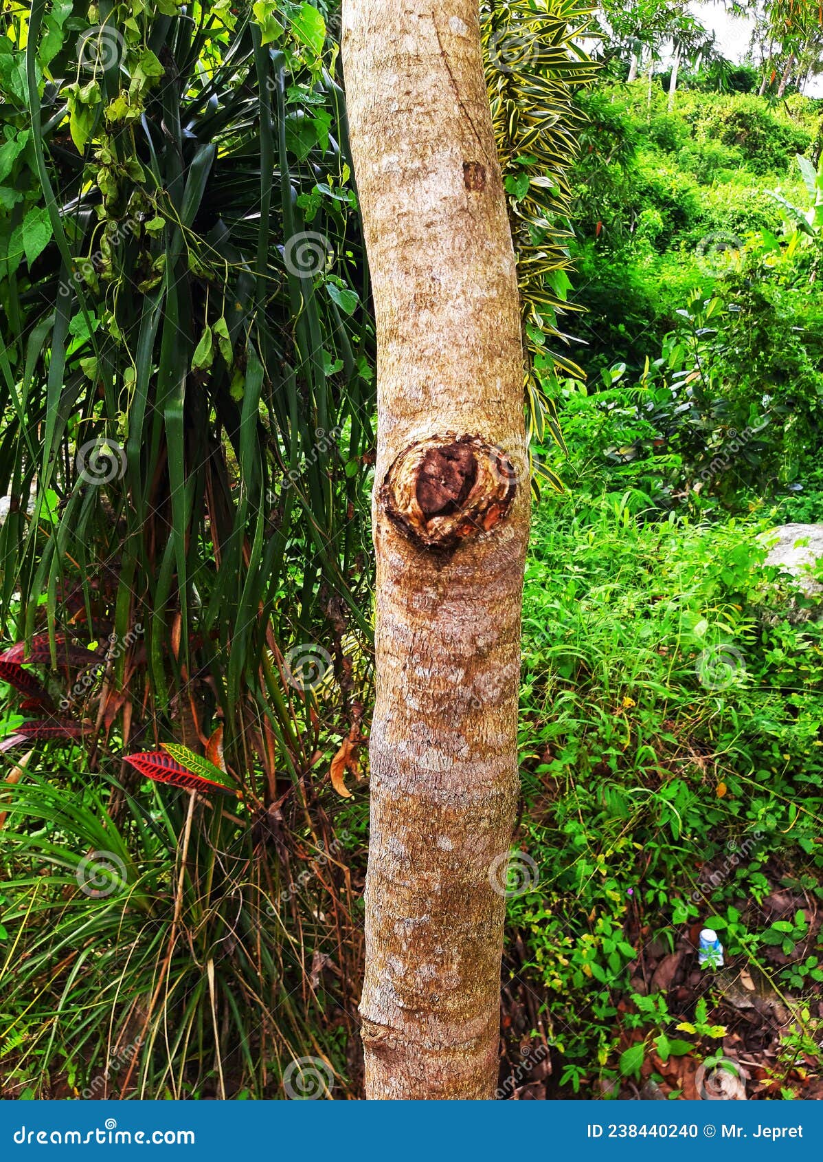 Waru Tree. a Legendary Tree Whose Leaves Have Been a Symbol of Love ...
