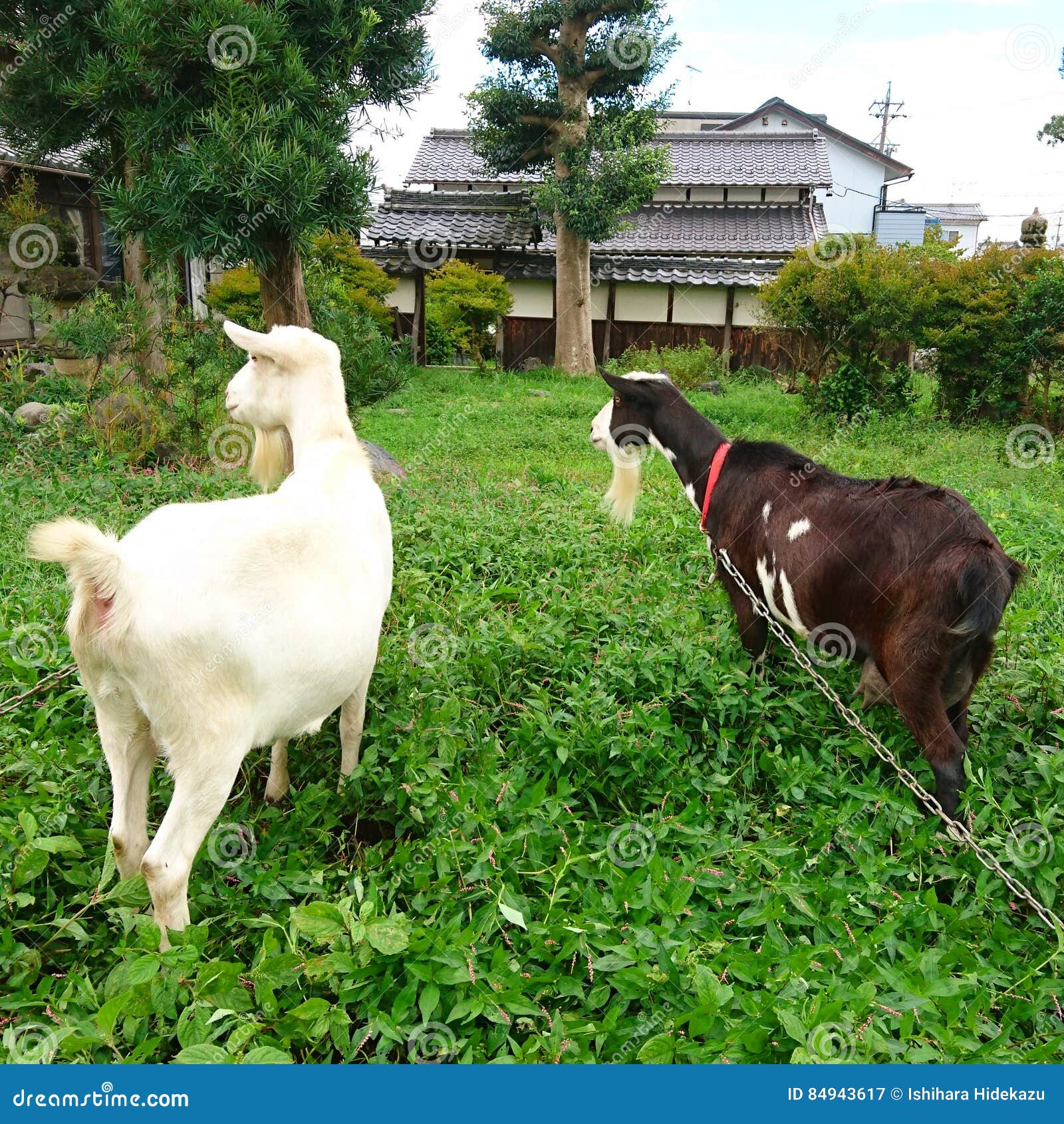 Wary goat stock image. Image of goats, wary, goat, animal - 84943617