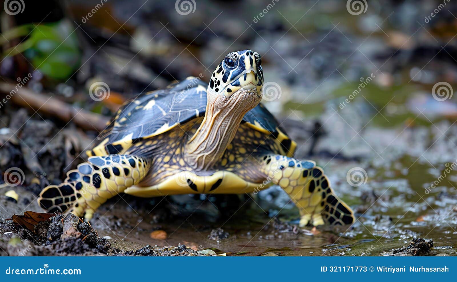 Hawksbill Turtle Sticker With Flat Border - Anime Style Royalty-Free ...