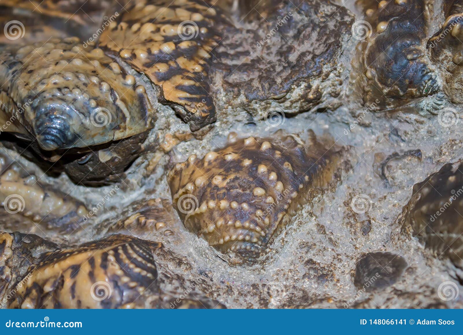 Shells pu in concrete stock image. Image of gray, granite - 148066141