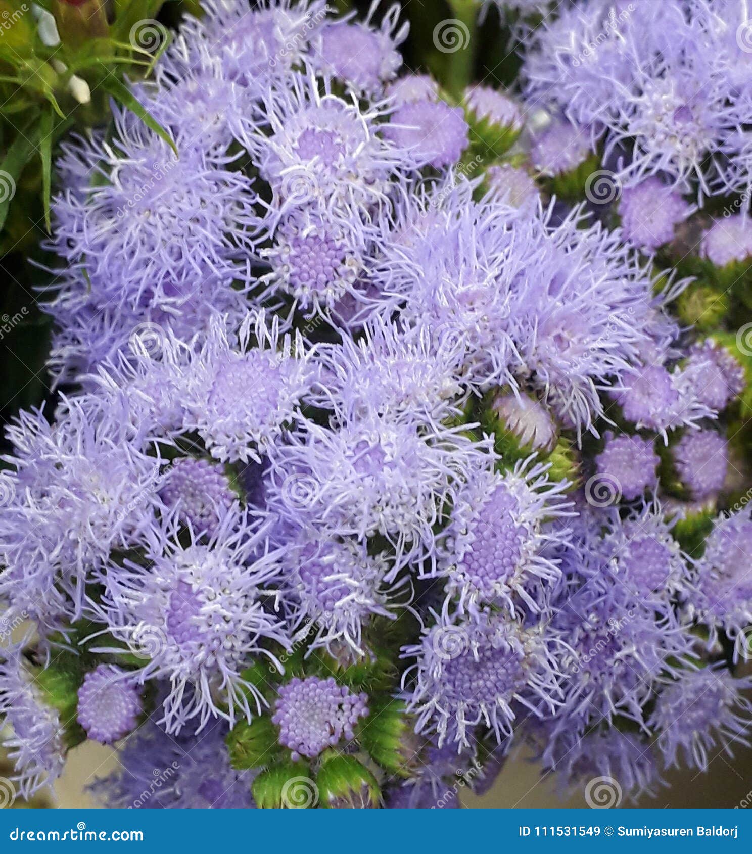 Floss flower stock image. Image of garden, botanic, floss - 111531549