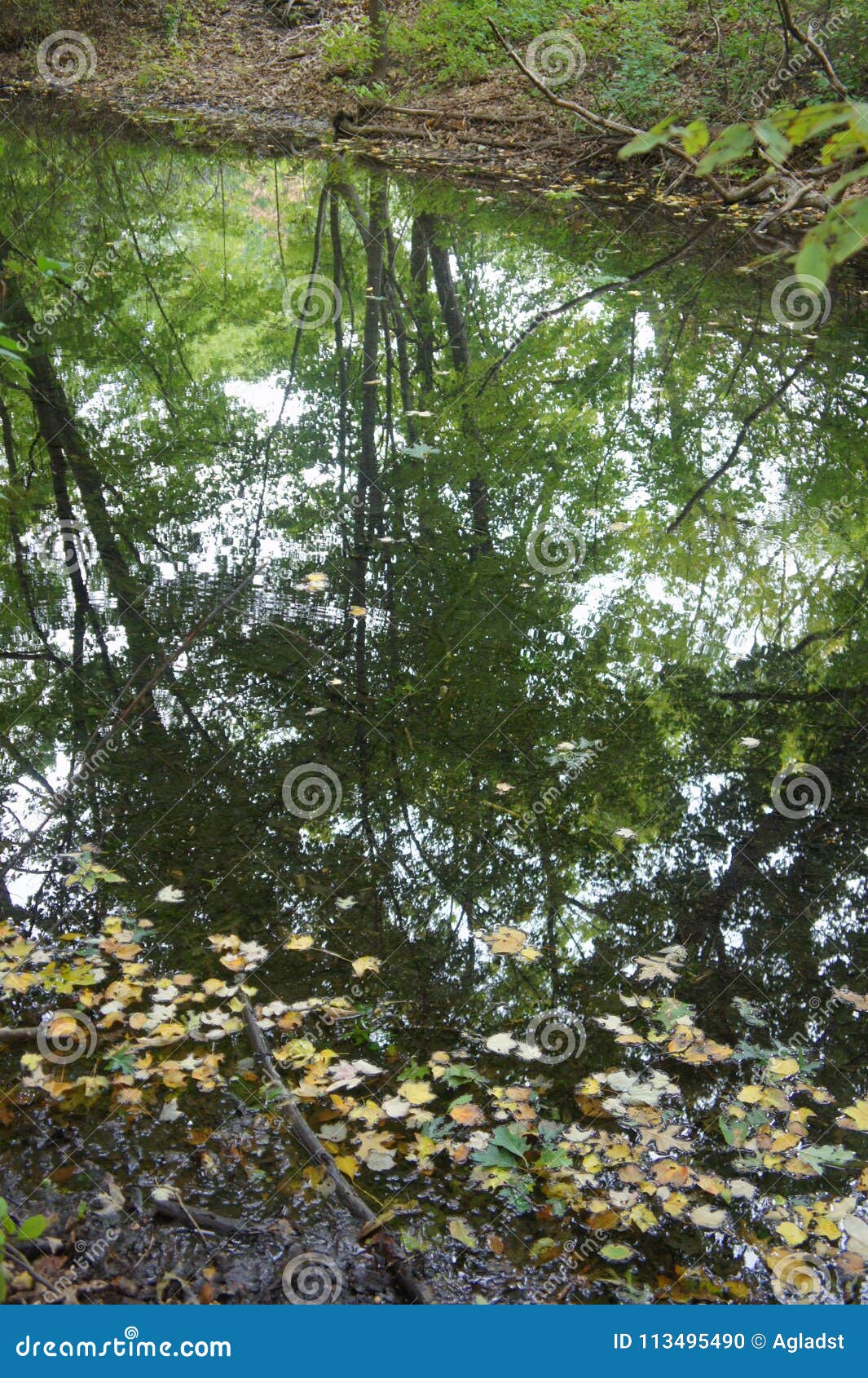 Reflections in a Small Pond Stock Photo - Image of designed, park ... Reflections in a Small Pond Stock Photo - Image of designed, park ...