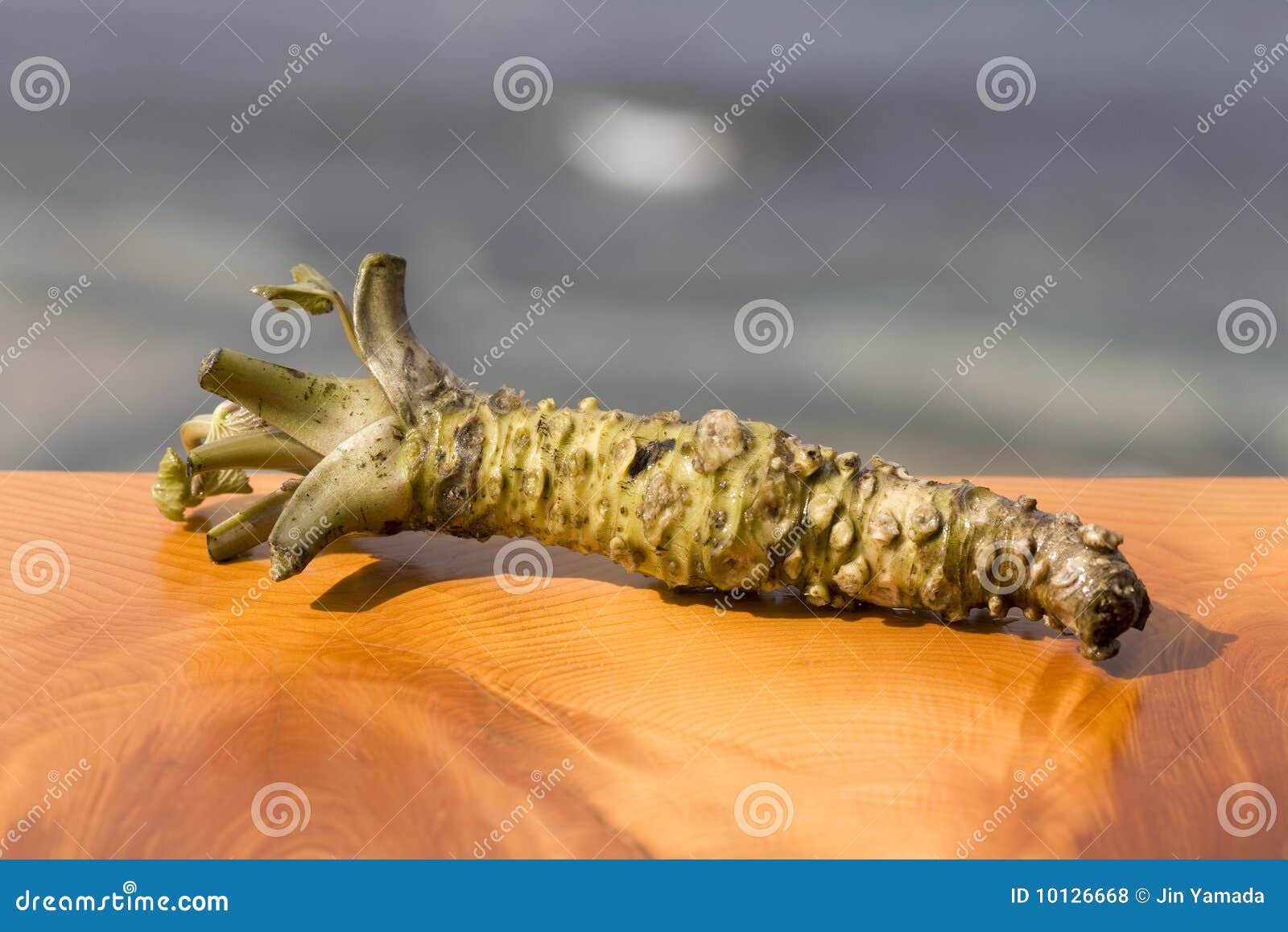 Wasabi stock photo. Image of seasoning, japanese, japan - 10126668