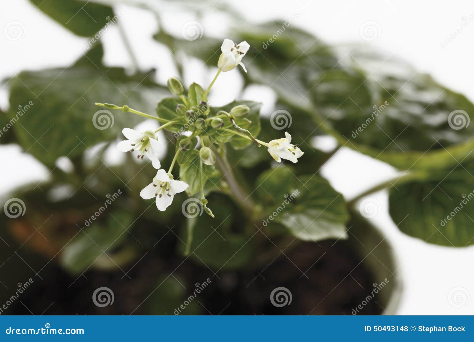 Wasabi flowers stock photo. Image of decorative, wasabi - 50493148