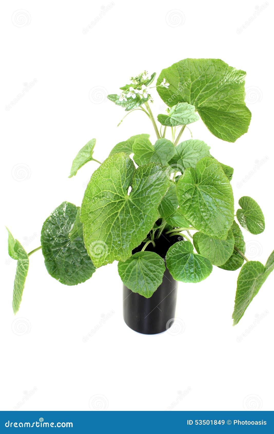 Wasabi Leaves with Blossoms Stock Image - Image of leaves, vegetables ...