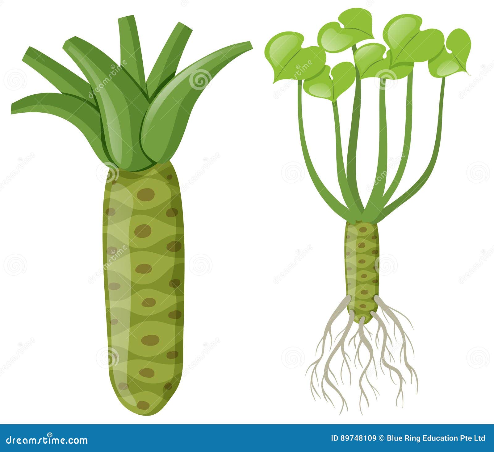 Wasabi Plant with Roots and Leaves Stock Vector - Illustration of root ...