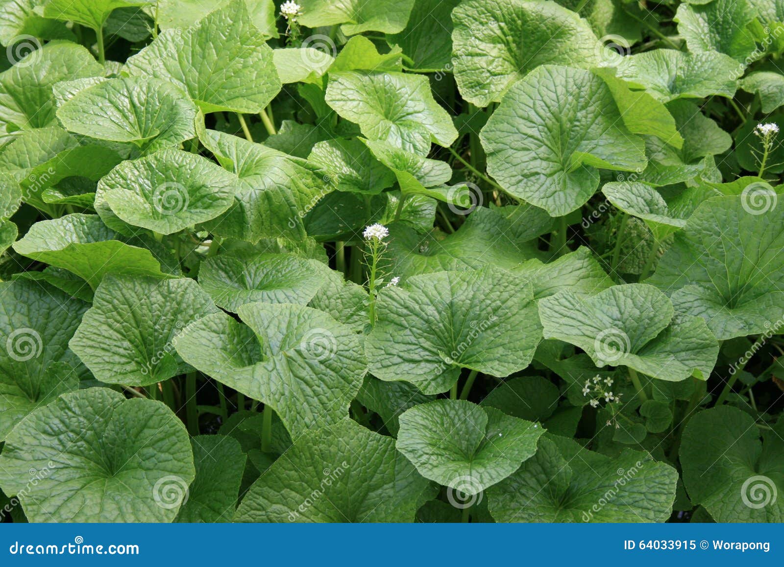Wasabi tree stock image. Image of leaves, herb, cross - 64033915