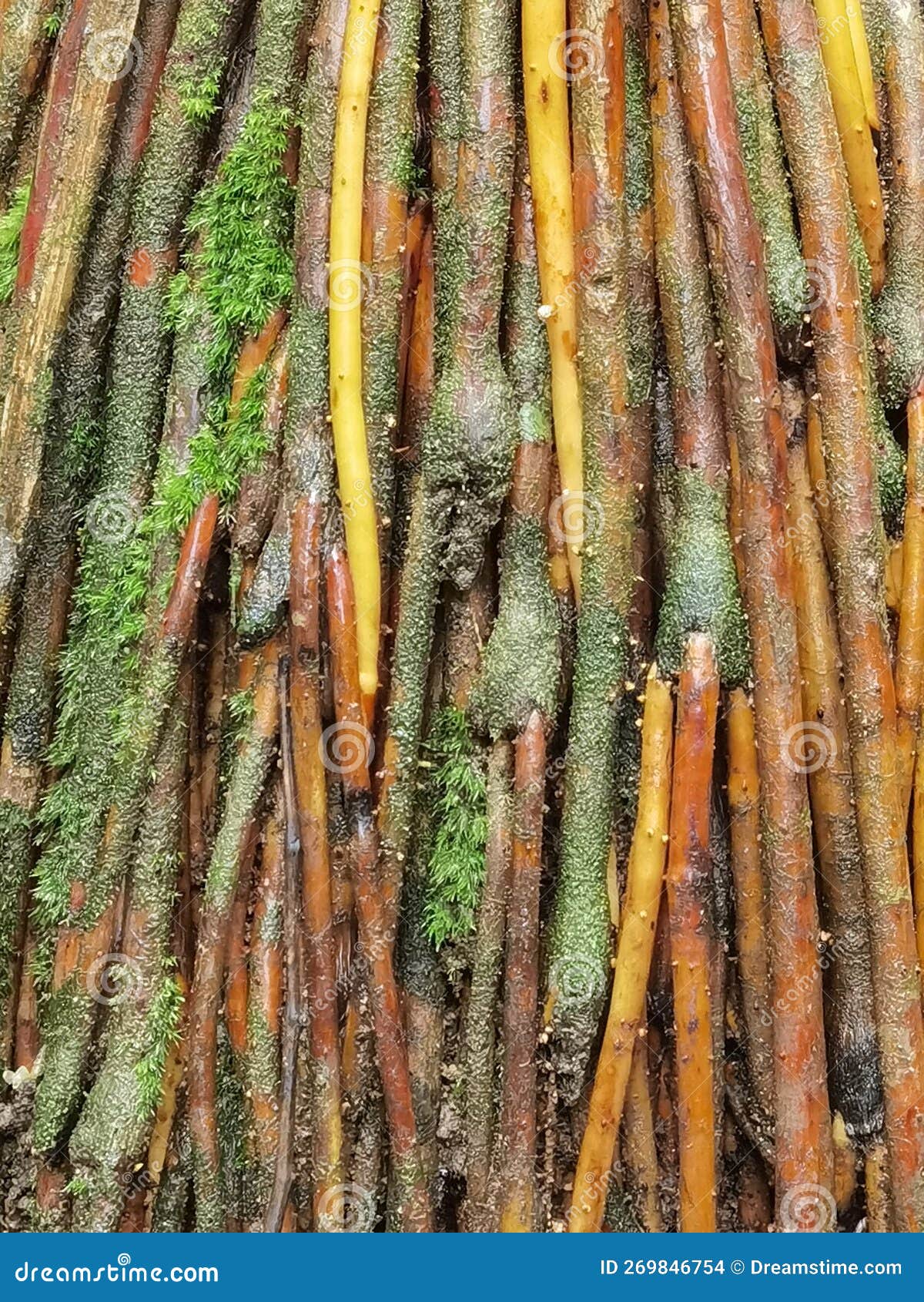 Wasai Tree with Red Roots in the Rainforest Stock Photo - Image of ...