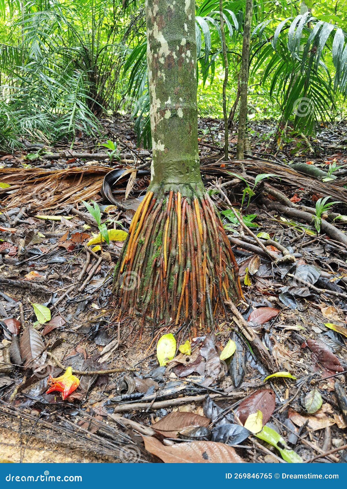 Wasai Tree with Red Roots in the Rainforest Stock Image - Image of ...