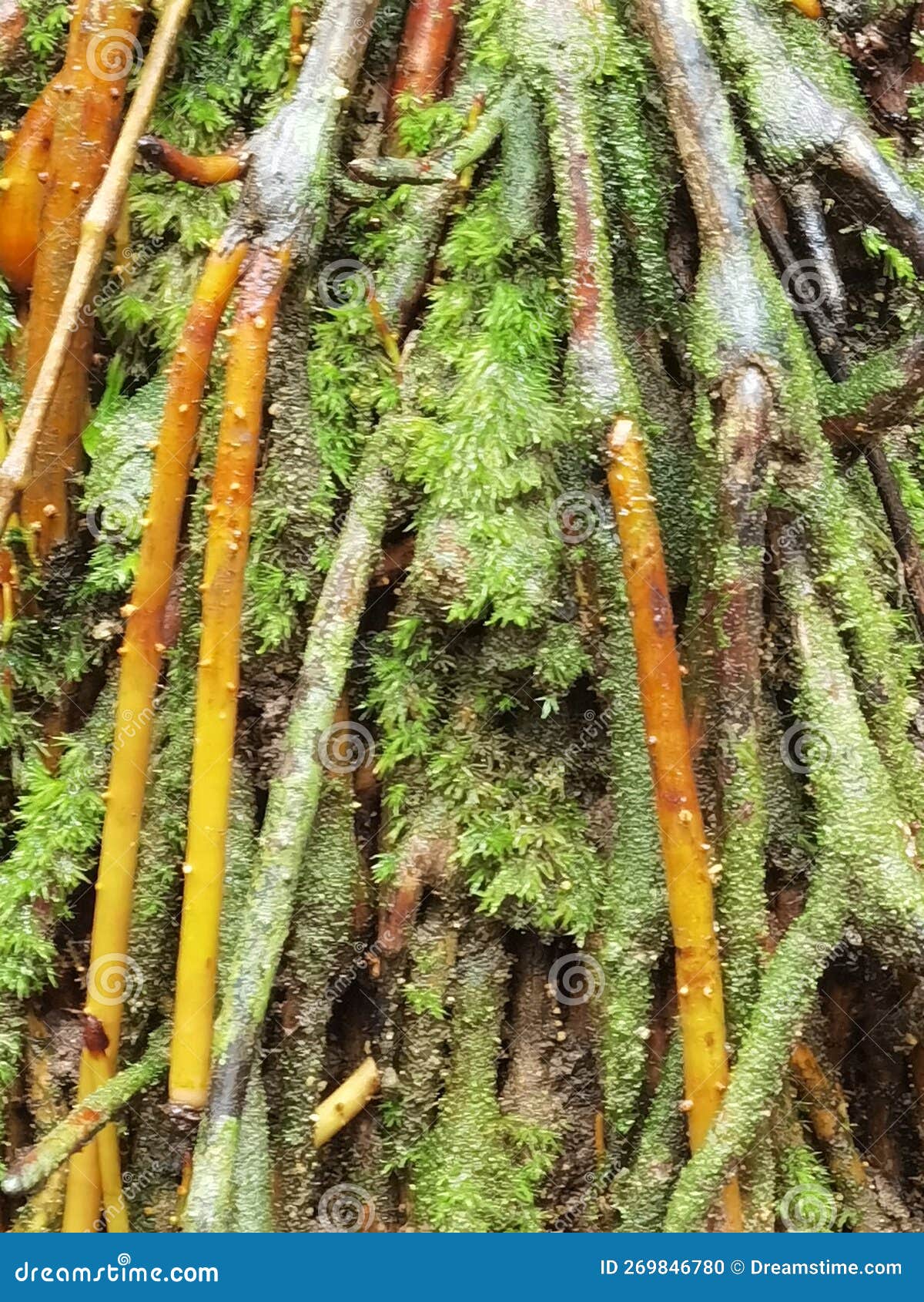 Wasai Tree with Red Roots in the Rainforest Stock Photo - Image of wood ...