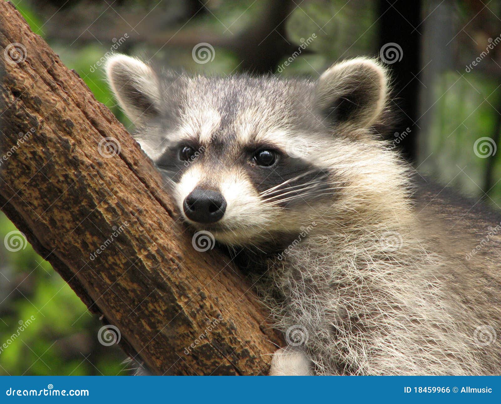 Wasbeer stock foto. Image of uitdrukking, wild, bont - 18459966