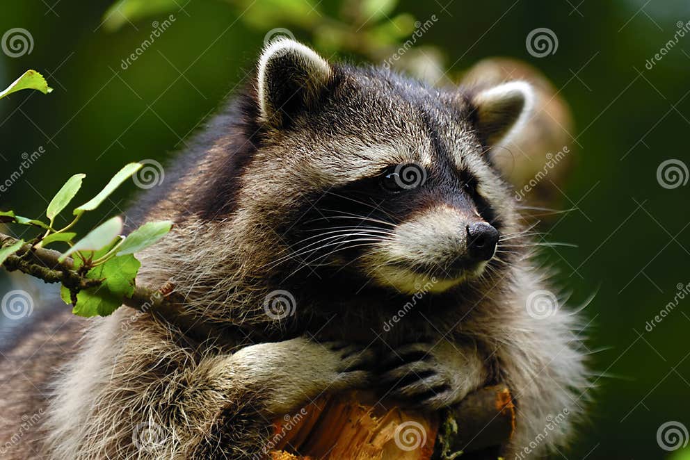 Wasbeer stock foto. Image of zoet, grappig, dier, jong - 19966206