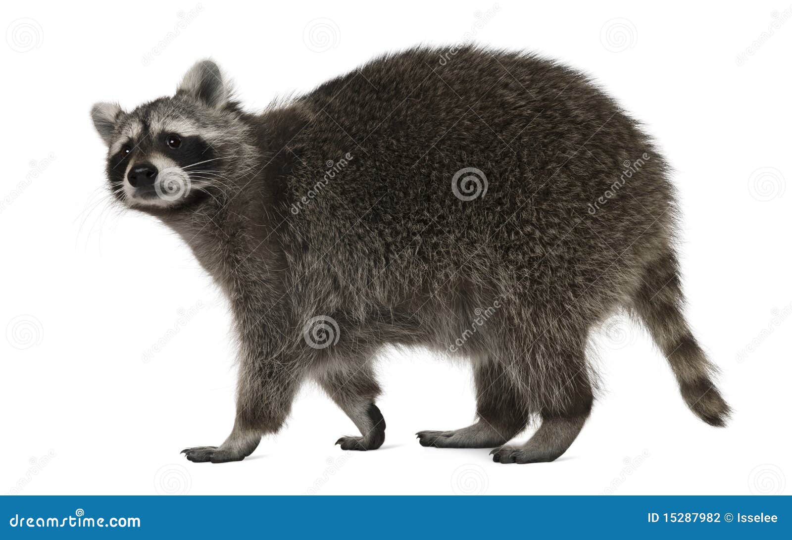 Wasbeer, 2 Jaar Oud, Het Lopen Stock Foto - Image of één, jong: 15287982
