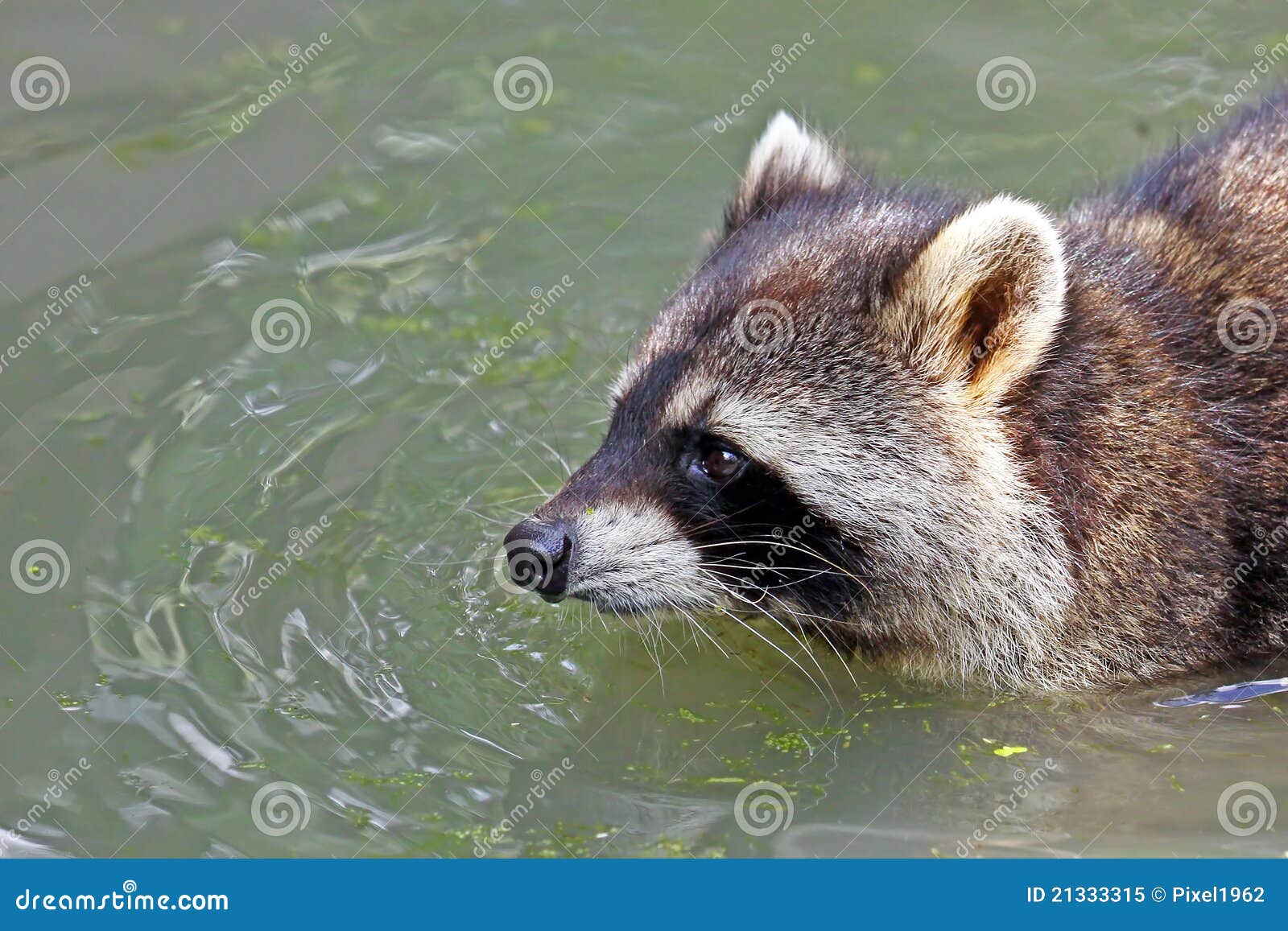 Wasbeer stock afbeelding. Image of procyon, europees - 21333315