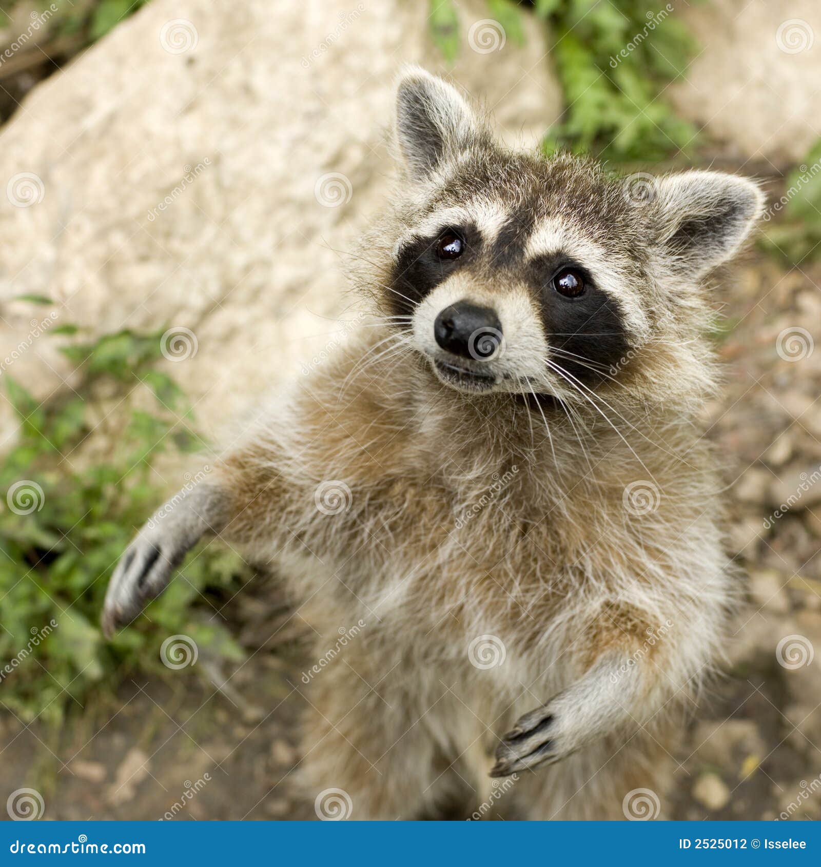 Wasbeer stock foto. Image of staart, grazen, dichtbegroeid - 2525012