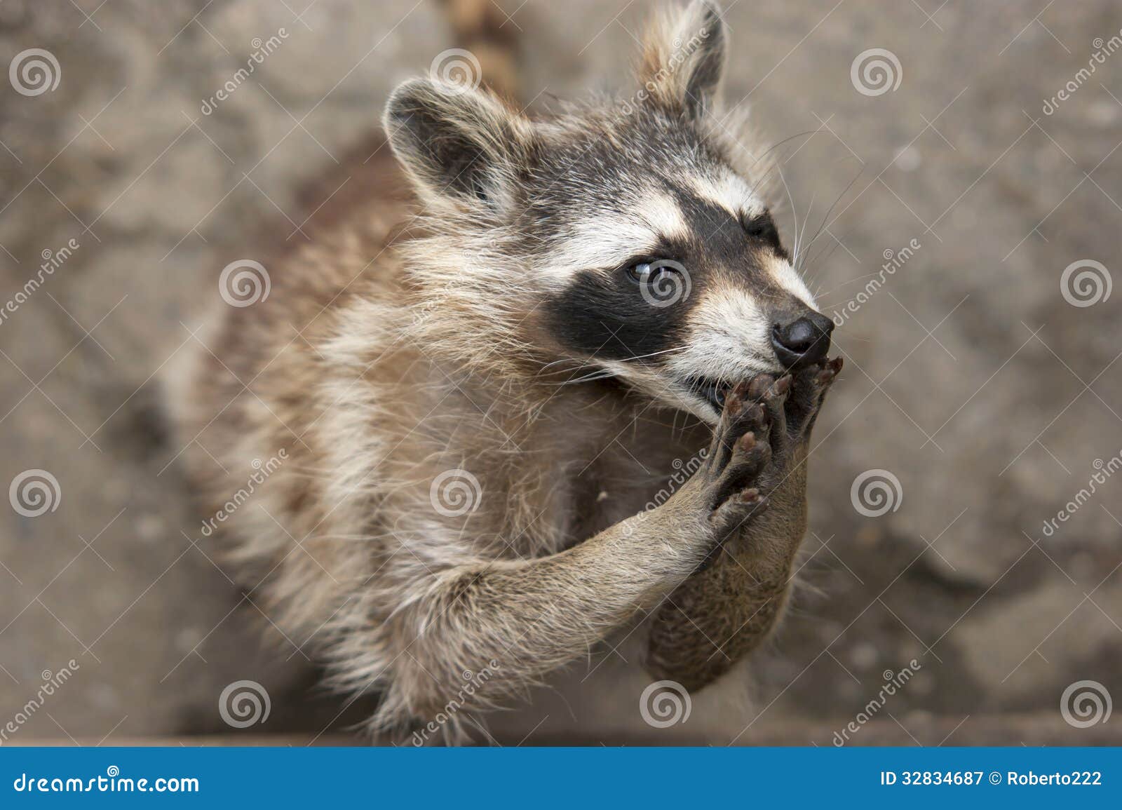 Wasbeer stock afbeelding. Image of zoogdier, poot, dier - 32834687