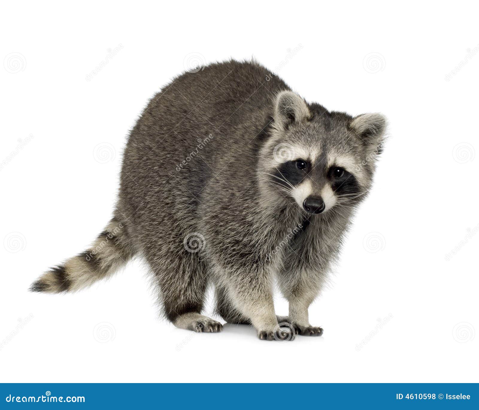 Wasbeer (9 Maanden) - Lotor Procyon Stock Foto - Image of bont, wasbeer ...