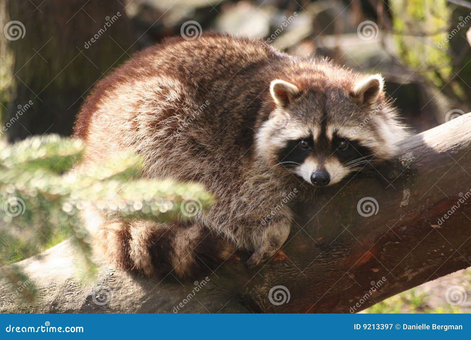 Wasbeer stock afbeelding. Image of carnivoor, leefgebied - 9213397
