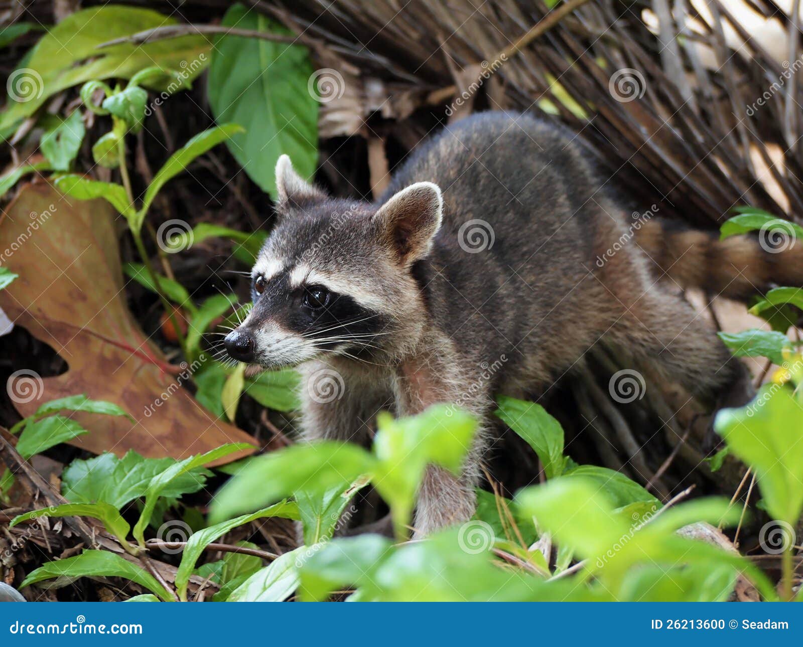 Wasbeer in De Wildernis Van Costa Rica Stock Foto - Image of haar, nave ...