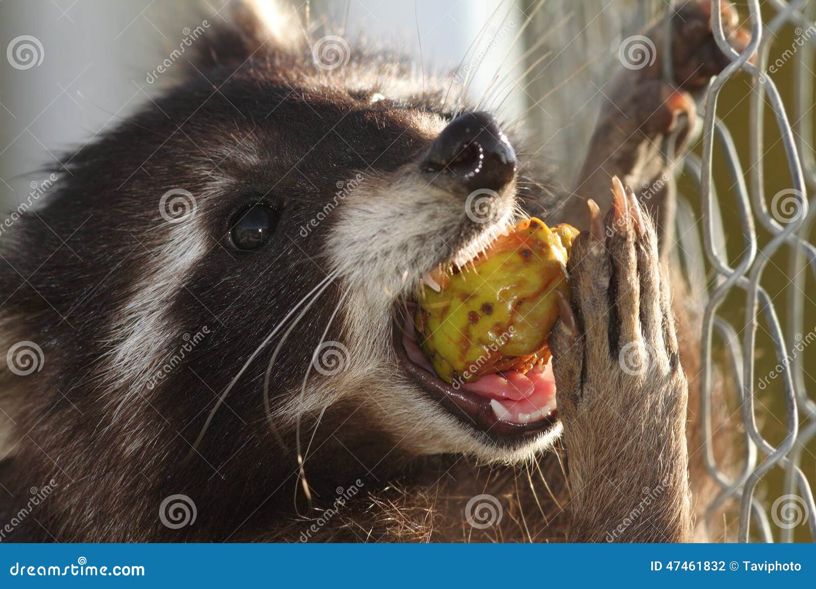 Wasbeer die appel eten stock foto. Image of neus, aanbiddelijk - 47461832