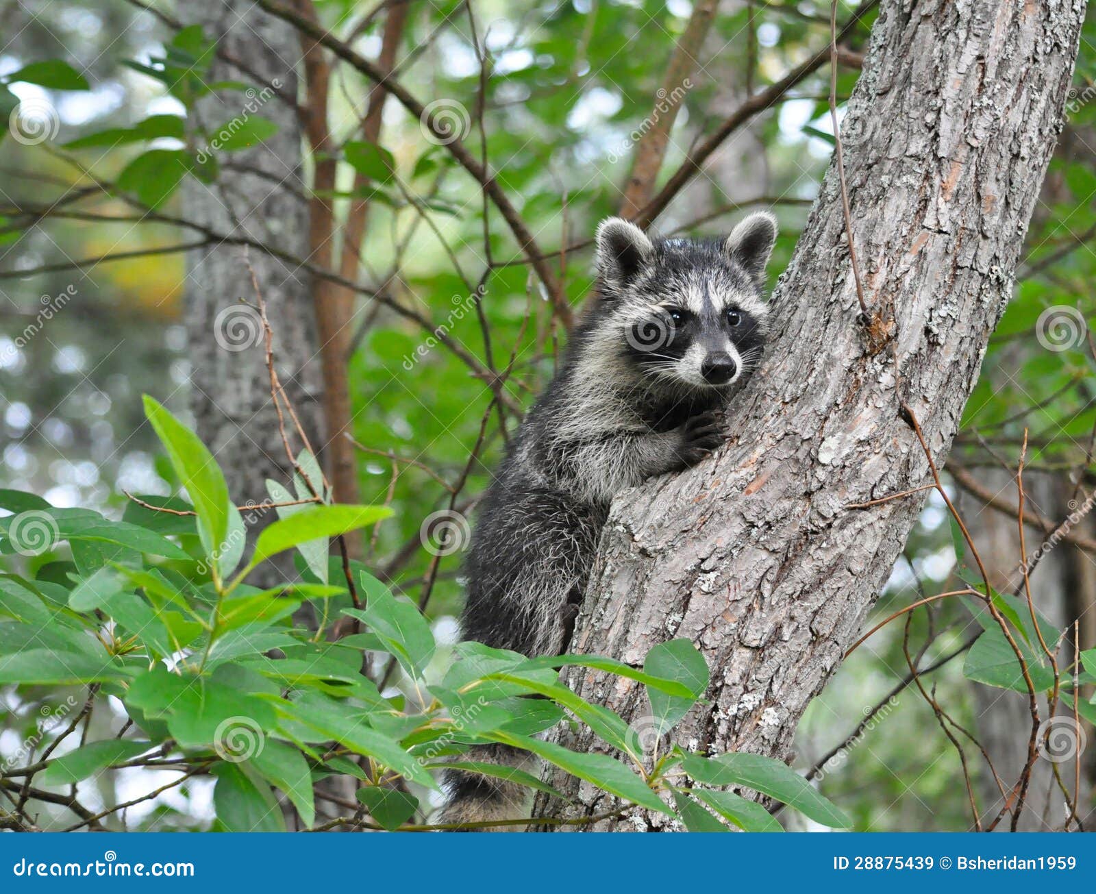 Wasbeer die boom beklimmen stock afbeelding. Image of takken - 28875439