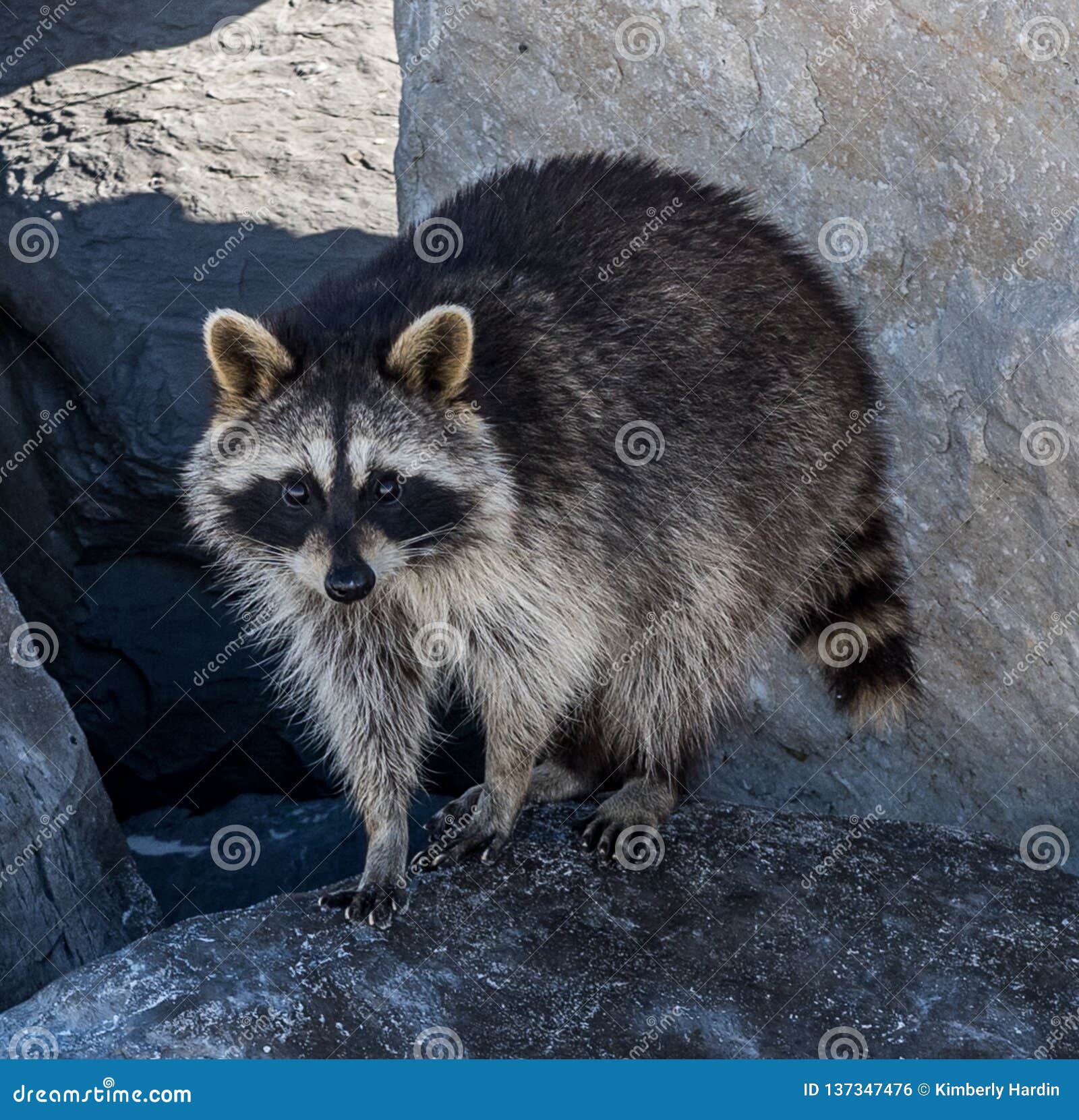 Wasbeer die voedsel zoeken stock foto. Image of voedsel - 137347476