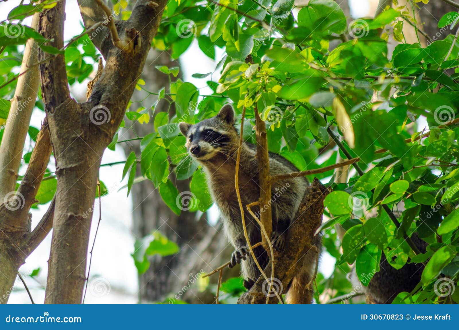 Wasbeer in een Boom stock afbeelding. Image of soorten - 30670823